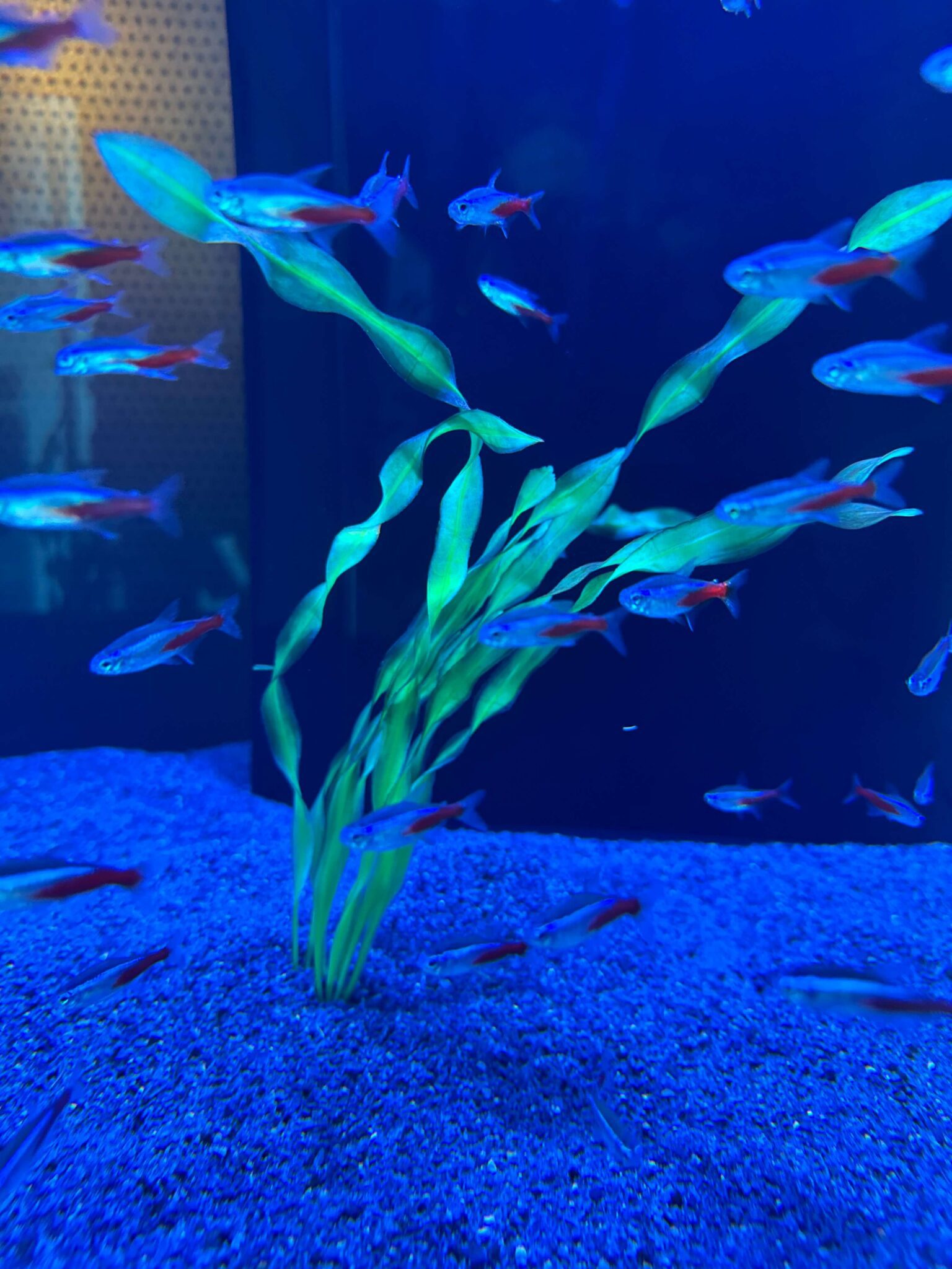 Florida Aquarium: A Complete Guide to an Educational Experience - izzy ...
