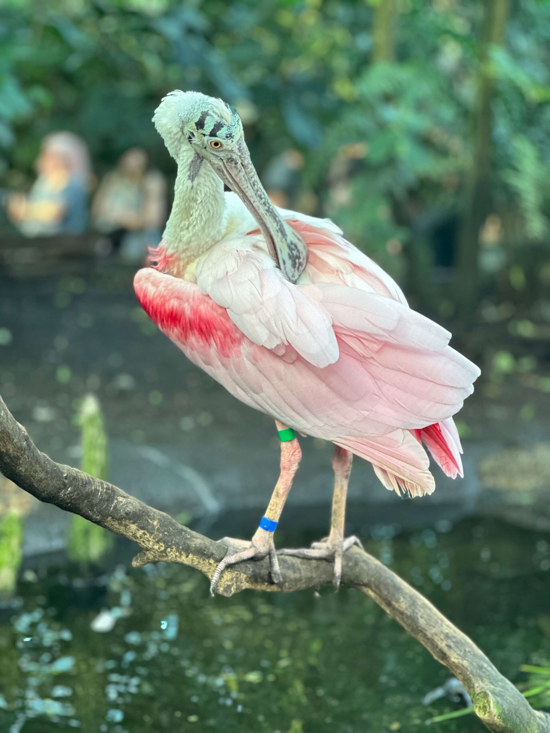 Florida Aquarium: A Complete Guide to an Educational Experience - izzy ...
