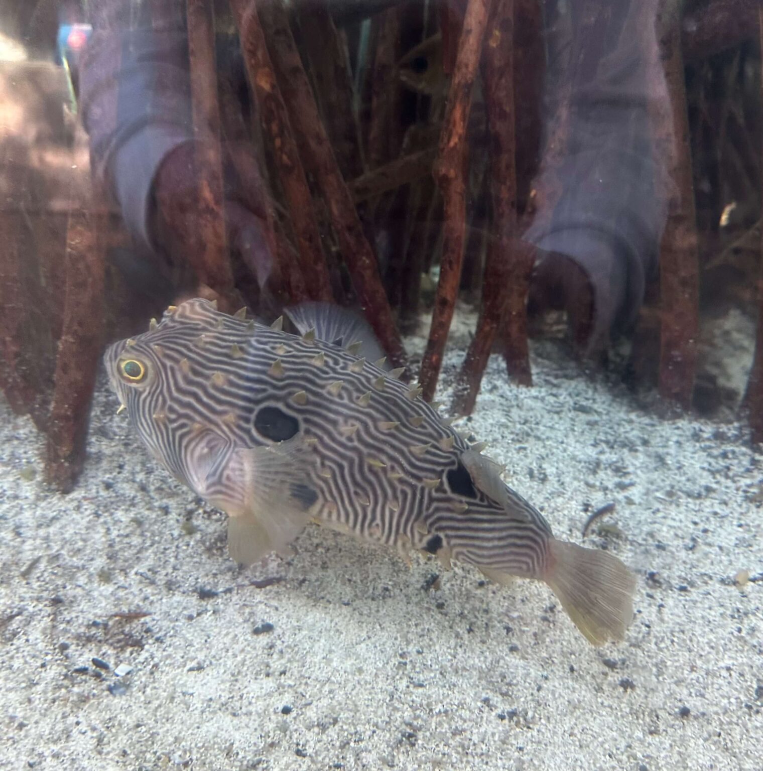 Florida Aquarium: A Complete Guide to an Educational Experience - izzy ...