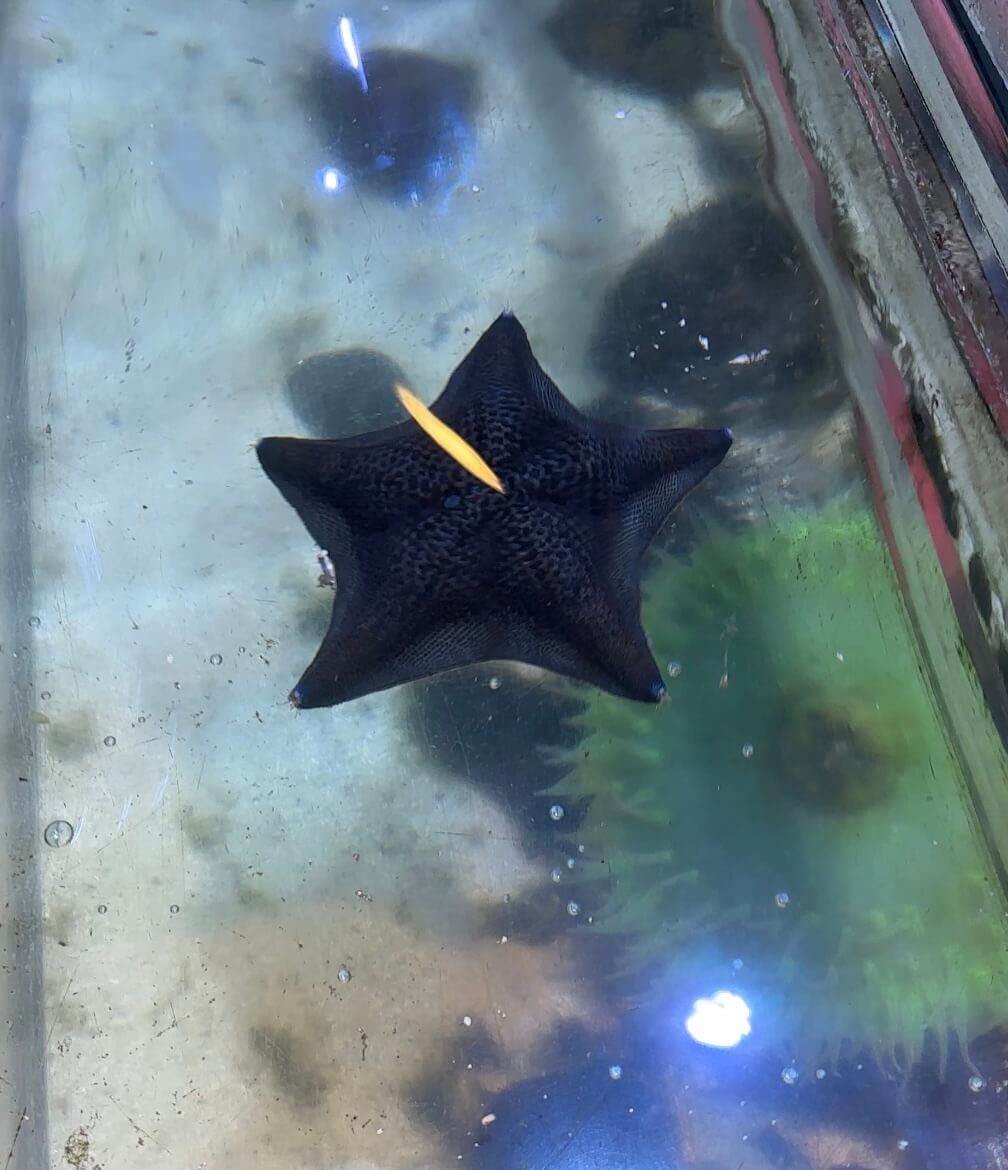 Florida Aquarium: A Complete Guide to an Educational Experience - izzy ...