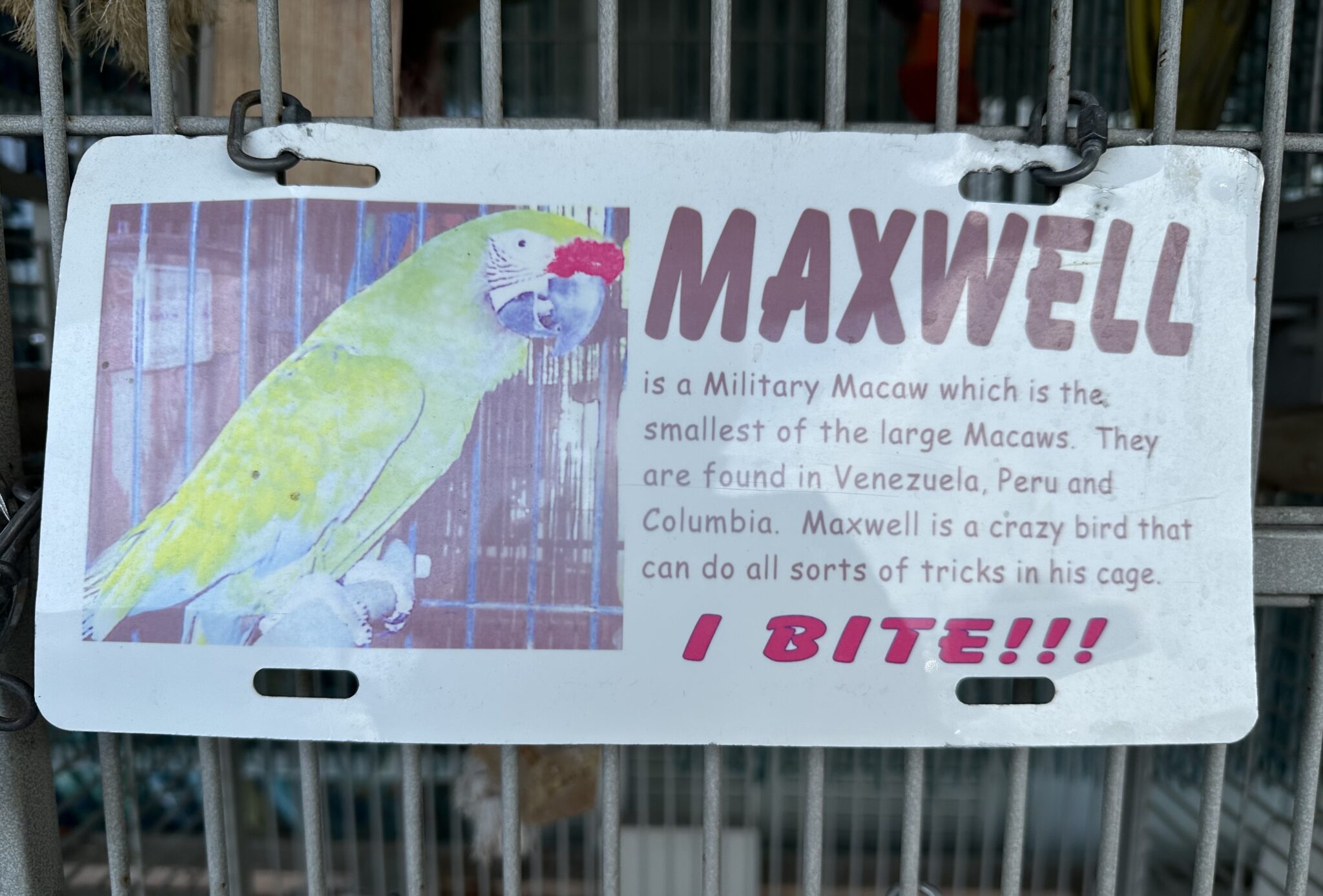 Chirp Happens at the Sun and Surf Beach Shop: Meet the Birds - izzy ...