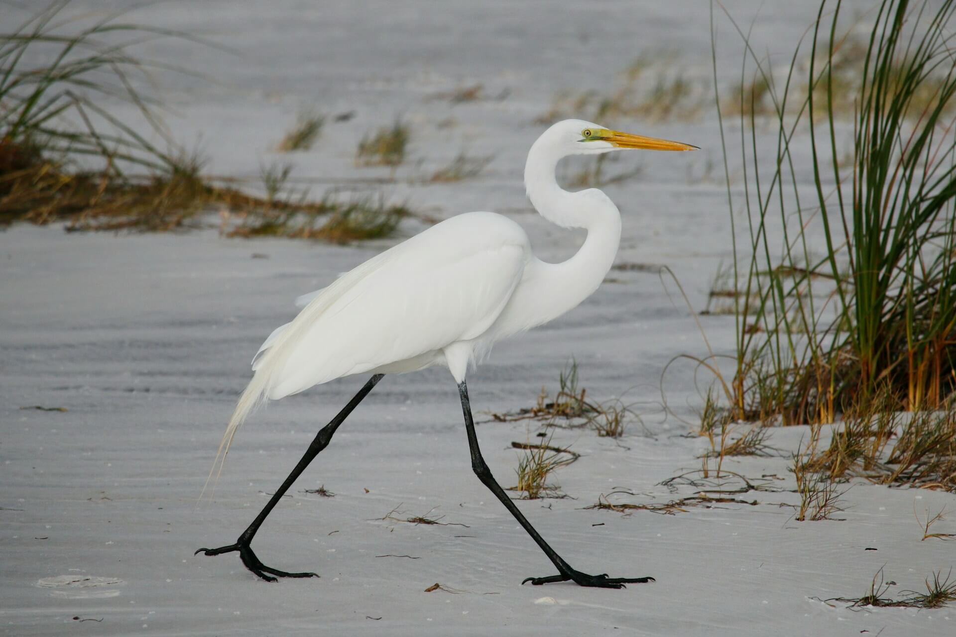Ultimate Guide to Birdwatching on Anna Maria Island - izzy-living.com