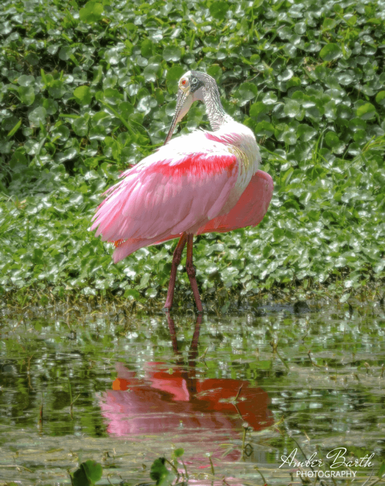 Ultimate Guide To Birdwatching On Anna Maria Island - izzy-living.com
