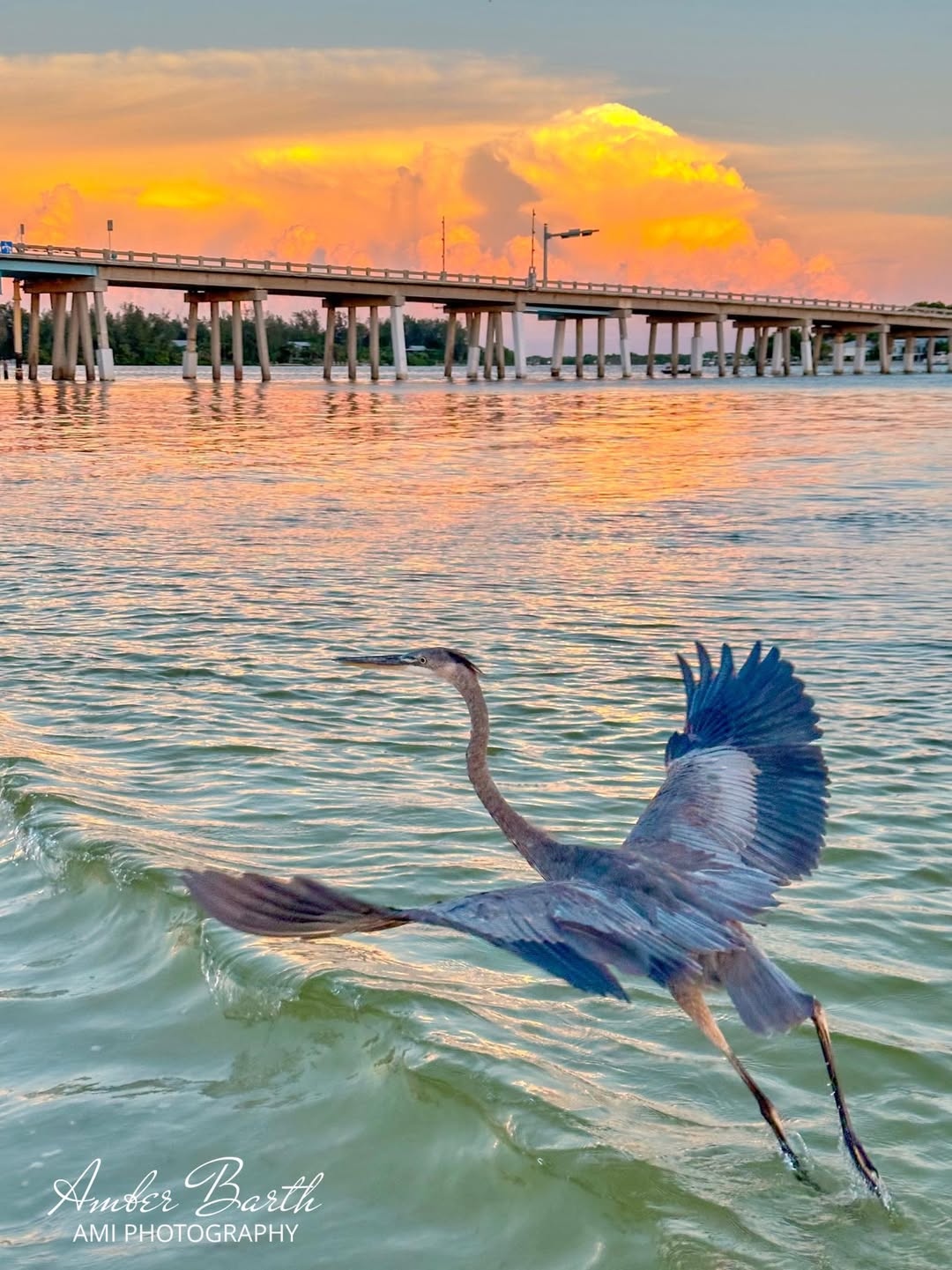 Ultimate Guide to Birdwatching on Anna Maria Island - izzy-living.com