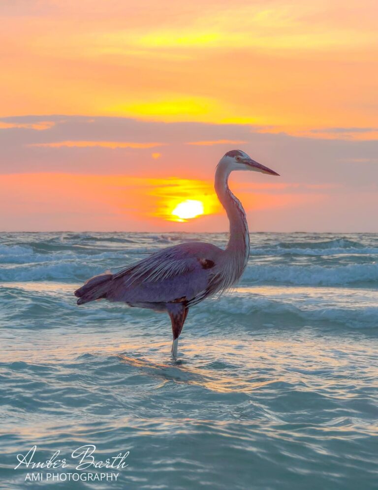 Ultimate Guide to Birdwatching on Anna Maria Island - izzy-living.com