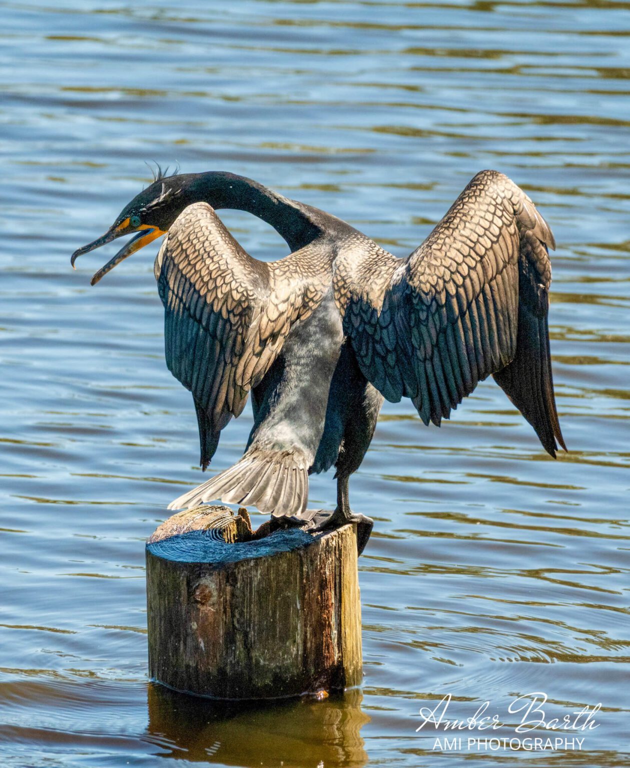 Ultimate Guide to Birdwatching on Anna Maria Island - izzy-living.com