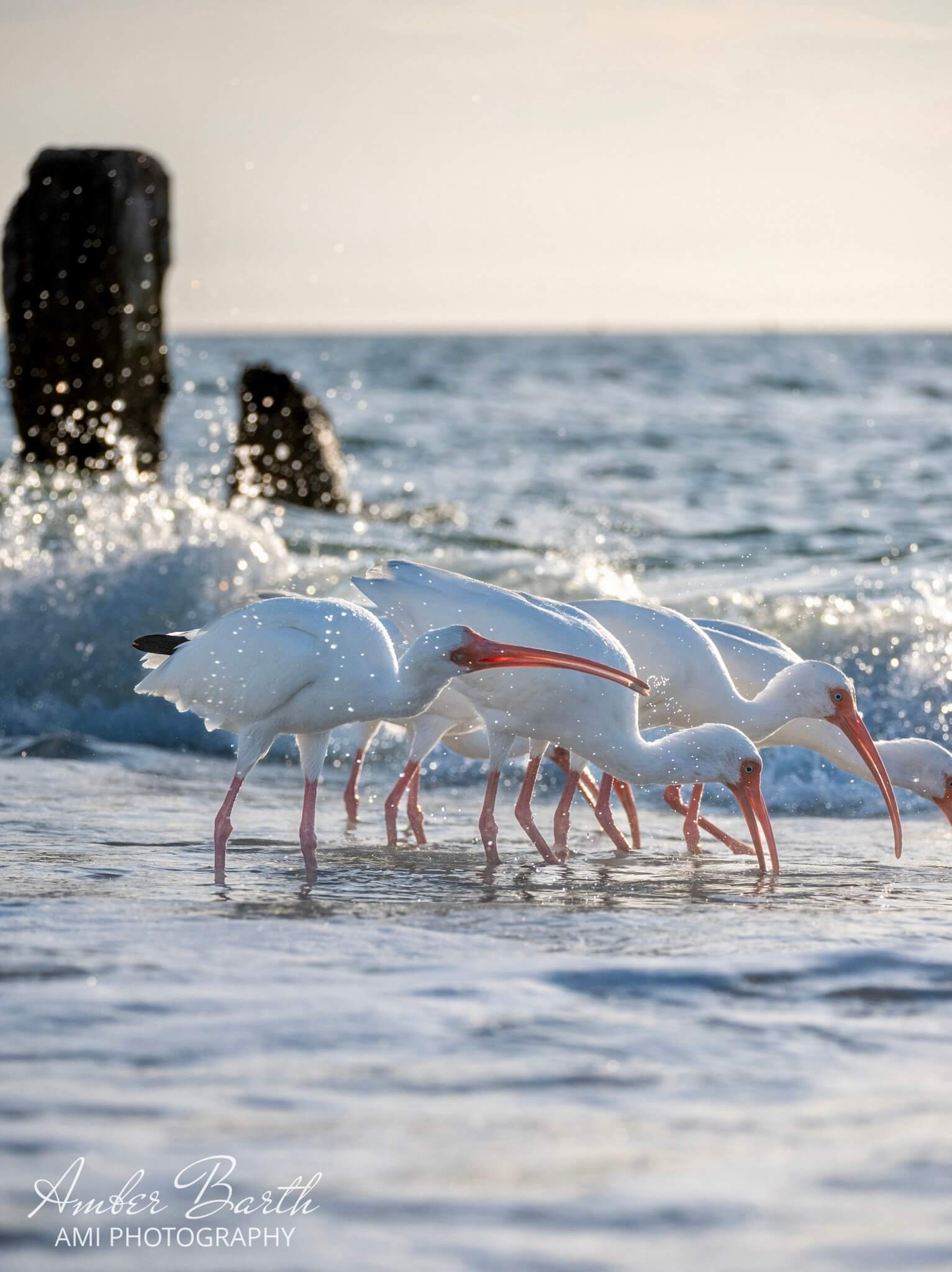 Ultimate Guide to Birdwatching on Anna Maria Island - izzy-living.com