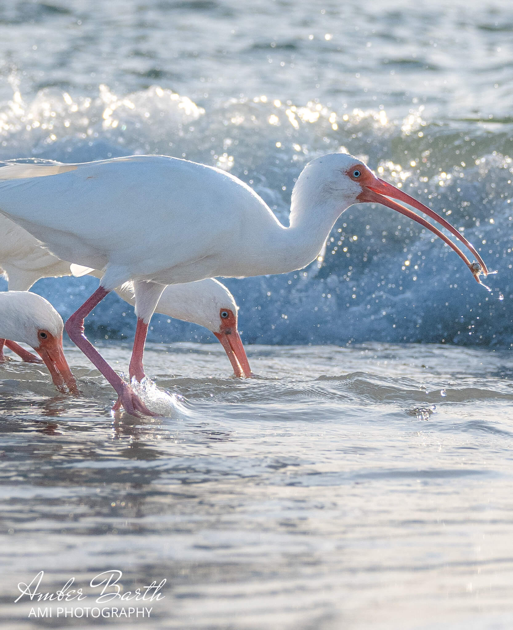 Ultimate Guide to Birdwatching on Anna Maria Island - izzy-living.com