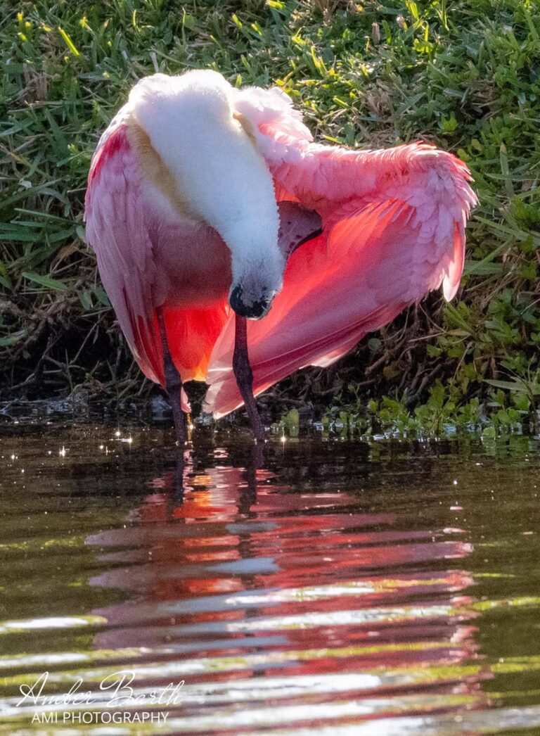 Ultimate Guide to Birdwatching on Anna Maria Island - izzy-living.com