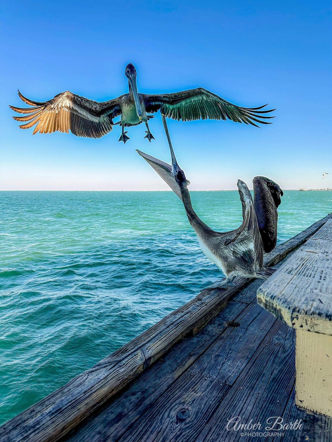 Ultimate Guide to Birdwatching on Anna Maria Island - izzy-living.com